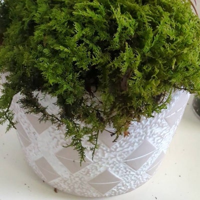 American Tree Moss - Etsy