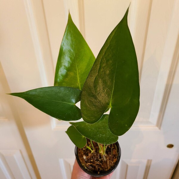 PHILODENDRON SUBINCISUM Huge CUTTING Aka Wilson Wilsonii Ee Not ...