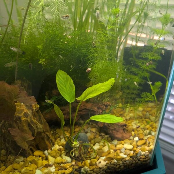 Banana Plant (nymphoides Aquatica) - Etsy