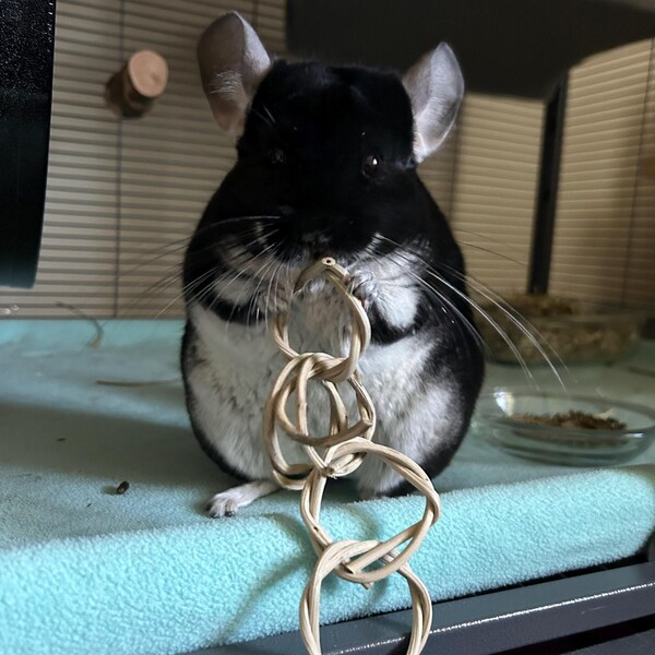Vine Chain Chew Toy | Healthy Toy for Bunny Rabbits, Guinea Pigs ...