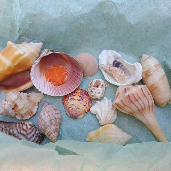 Framed Scallop Shell Art, Shell Art, Sea Shell Art, Sanibel Sea Shell ...