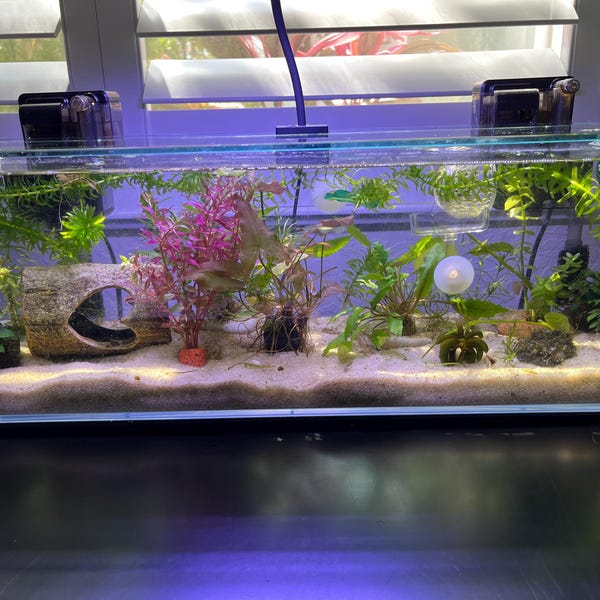 Aquarium Water Change Diffuser | Wetcup for Rimless & Rimmed Fish Tanks ...