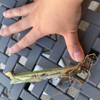 Epiphyllum Medora,one Live Plant in Pot ,hard to Find. - Etsy Canada