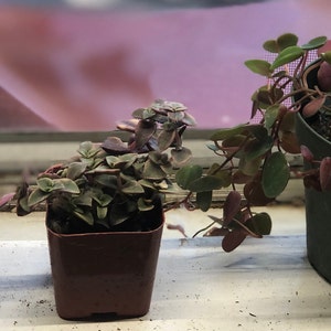 Peperomia ruby Cascade Trailing Succulent, Indoor Plant - Etsy