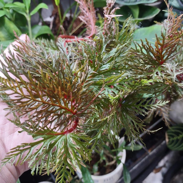 Rose Apple Croton - Etsy
