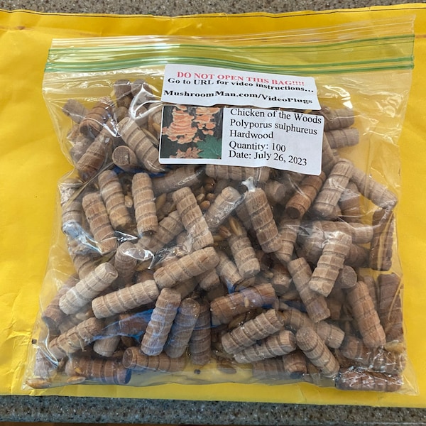 Morel Mushroom Kit - Etsy