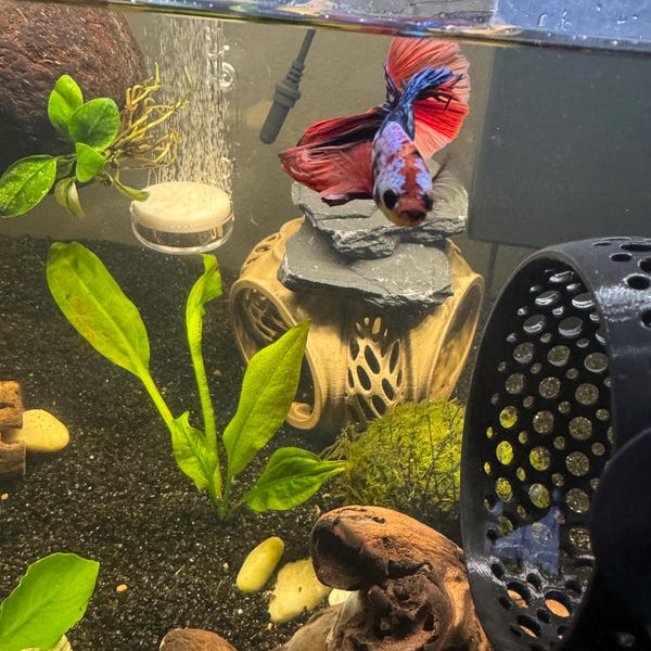 Betta Lair, Aquarium Swim Through Cave Decoration for Aquatic Pets ...