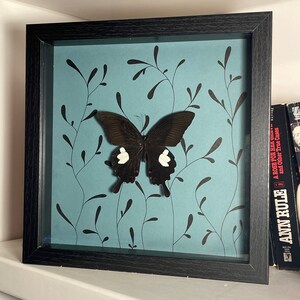 Butterfly Mounting Kit for Beginners, With Real Butterflies and Tools ...