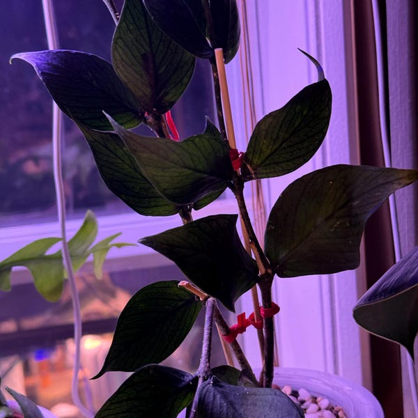 Schlumbergera / Variegated Christmas Cactus 'madame Butterfly' Plant - Etsy