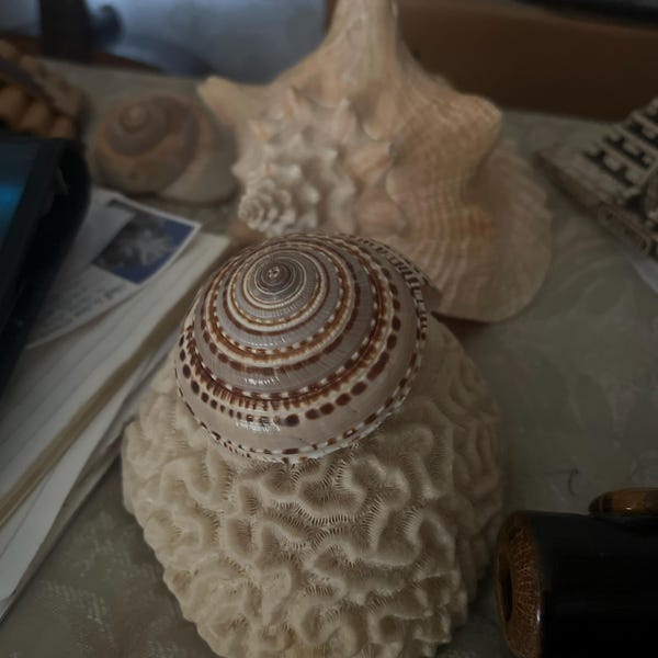 Pearled Trochus Niloticus Top Shell. for Collectors, Gift, Wedding ...