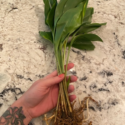 10 Lilly of the Valley, May Lilly Perennial Starts. Blooms White Bell ...