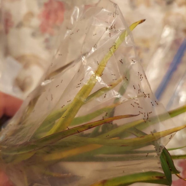 Wild Huckleberry - 100+ Seeds - Wildlife Food - Etsy