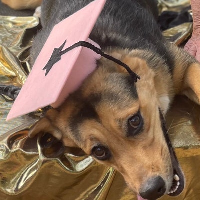 Dog Graduation Cap / Graduation Hat Costume - Etsy