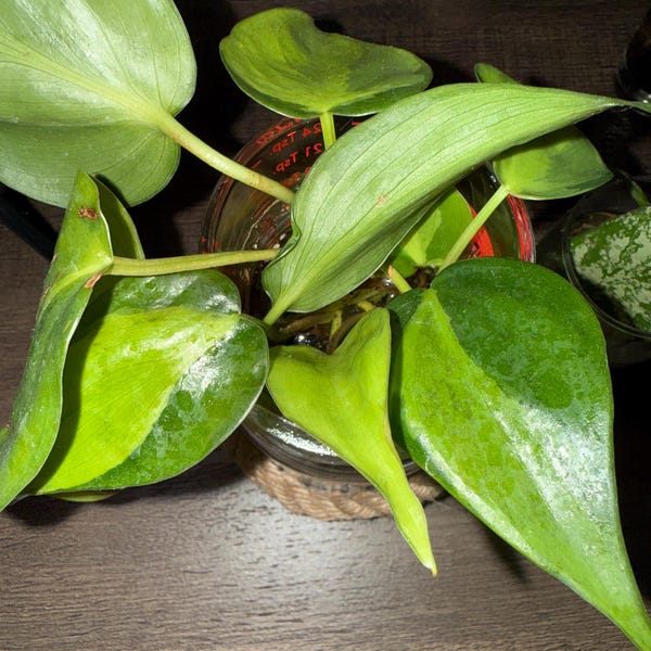 Scindapsus Mayari Variegated in a Nursery Pot | Rare Scindapsus Single ...