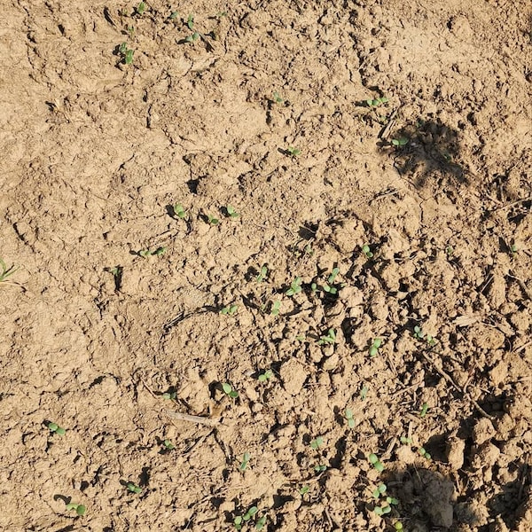 Billy Button Seeds, Craspedia, Billy Balls, Craspedia Globosa CD0150 - Etsy