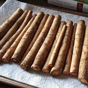 2-2.5lbs FRESH BURDOCK Rootgobo Root, Bardana Free Shipping - Etsy