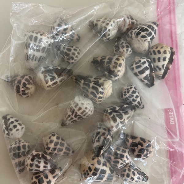 SET OF 100 Real Snake Head Cowry Shells Cypraea Caputserpentis Cowries ...