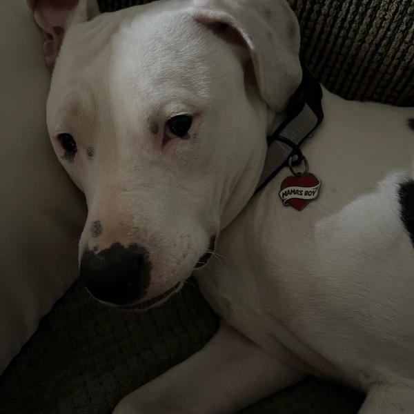 Pet ID Tag Mama's Boy, Tattoo Red Heart Dog Tag, Dog Tag for Dogs, Pet ...