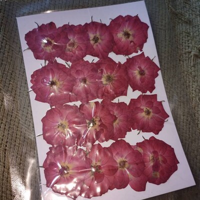 Real Dried Pressed Flowers Red Mini Rose 16 Pieces - Etsy