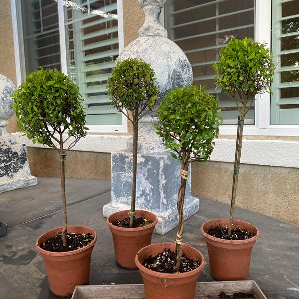 Scented Geranium Topiary Braid or Twist in a 6 Pot - Etsy
