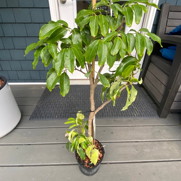 Indian Lychee Tree Air Layered One of the Best Lychee in the World ...