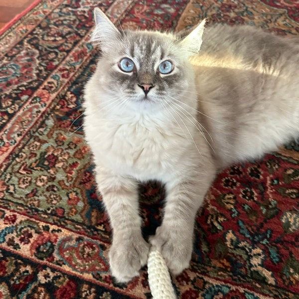 Crochet Catnip Doobie Toy, Novelty Cat Gag Gift - Etsy