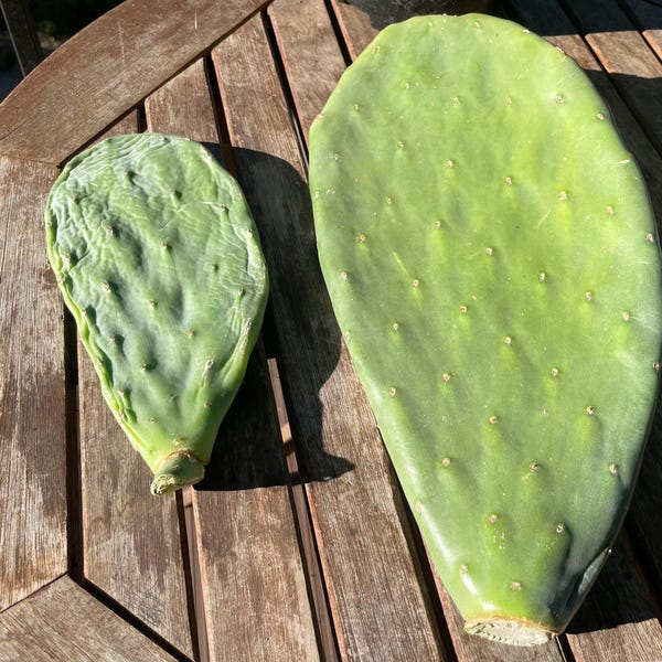 Carabao Philippine Mango Seedling Live Plant - Etsy