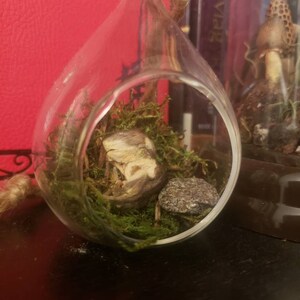 Mummified Scorpion Shadow Box - Etsy