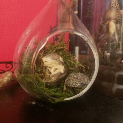 Real Mouse Pup Round Glass Terrarium - Etsy
