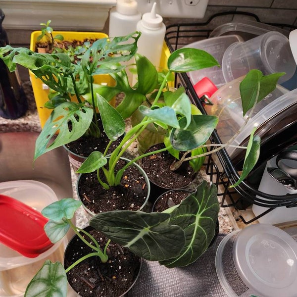 Alocasia “tiny Dancer” Starter Plant (ALL STARTER PLANTS Require You to ...