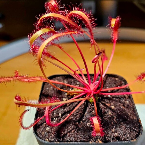 Xyris Difformis — Bog Yellow-eyed-grass - Etsy