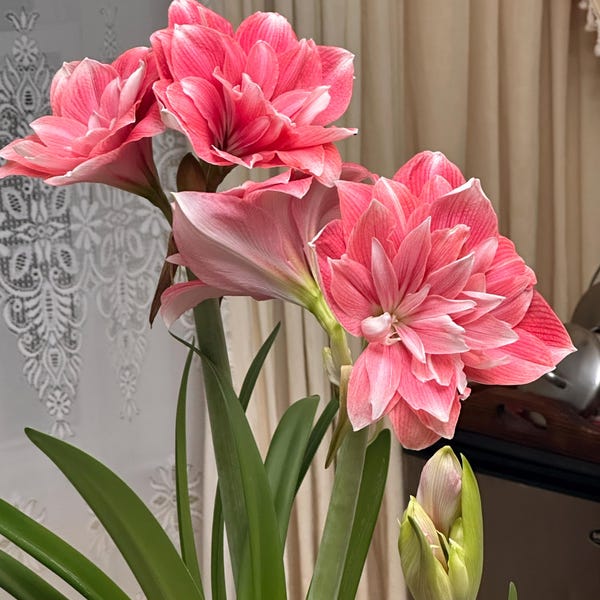 Italian Anemone Mistral Rosa Chiaro 10 Flower Bulbs From Easy to Grow ...