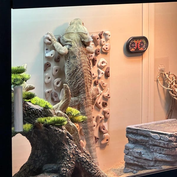 8”x8” 3D Printed Climbing Wall PANEL for Bearded Dragons & Other ...