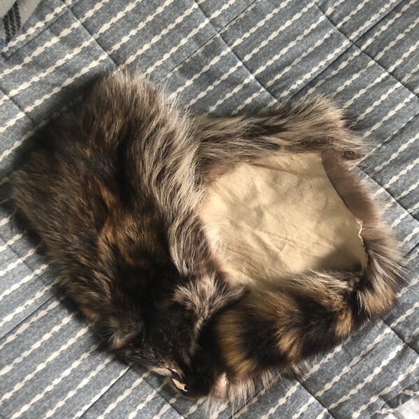 Professionally Soft Tanned Large #1 Grade Iowa Raccoon/coon Hide/pelt ...