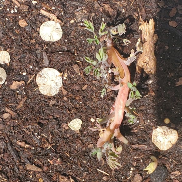 Bleeding Heart alba White Dicentra-bare Root Plant Spring Blooms, Easy ...