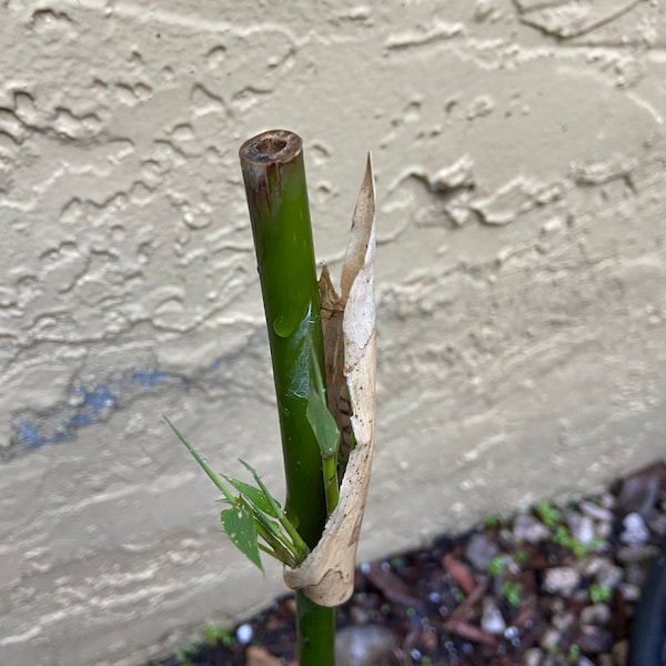 Blue Timber Clumping Bamboo/bambusa- 1 Value Priced Division - Approx ...