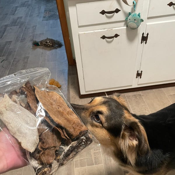 Rabbit Ears, Dehydrated 10 Pack, Hair on Treats Chews Bone Ear - Etsy