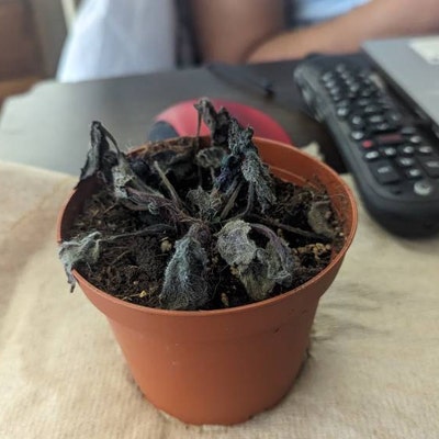 6 ZZ Plant, Zamioculcas Zamiifolia, Zee Zee Plant, Aroid Palm ...