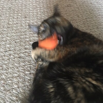 Art SVG, Art is Life SVG, Painter Svg, Artist Svg, Cricut, Painter ...