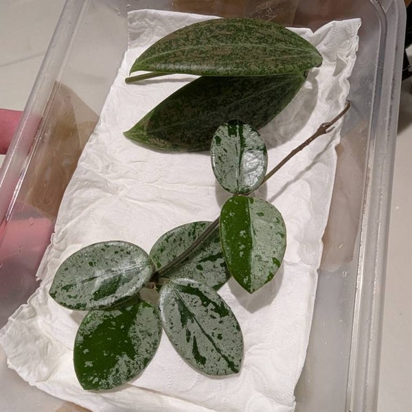 RARE Hoya Mathilde Silver Fresh Cutting Plant Houseplant - Etsy UK