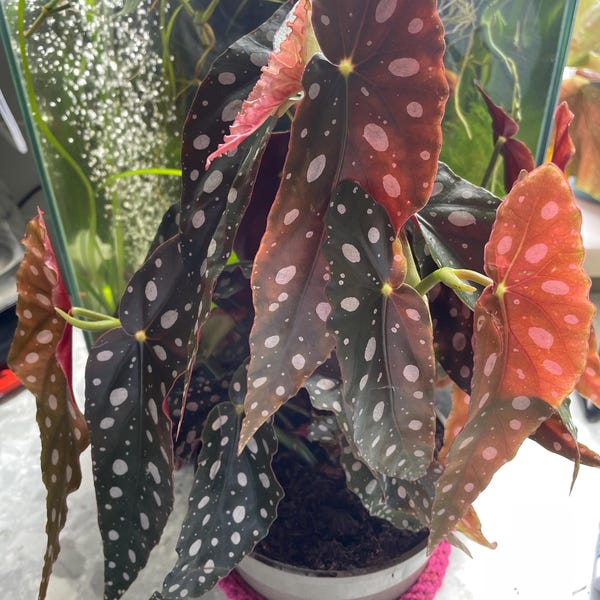 Tradescantia Gibasis Jose Puig 9cm Plant Pot House Plant - Etsy UK