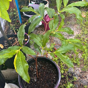 Giant Rose Apple, Poma Rosa syzygium Jambos Live Plant - Etsy