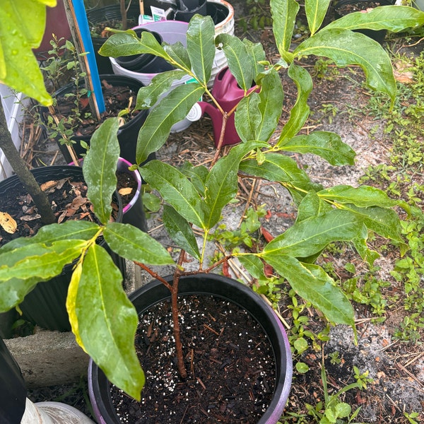 Bruce Canistel Seedling Egg Fruit Pouteria Campechiana Zapote Amarillo ...
