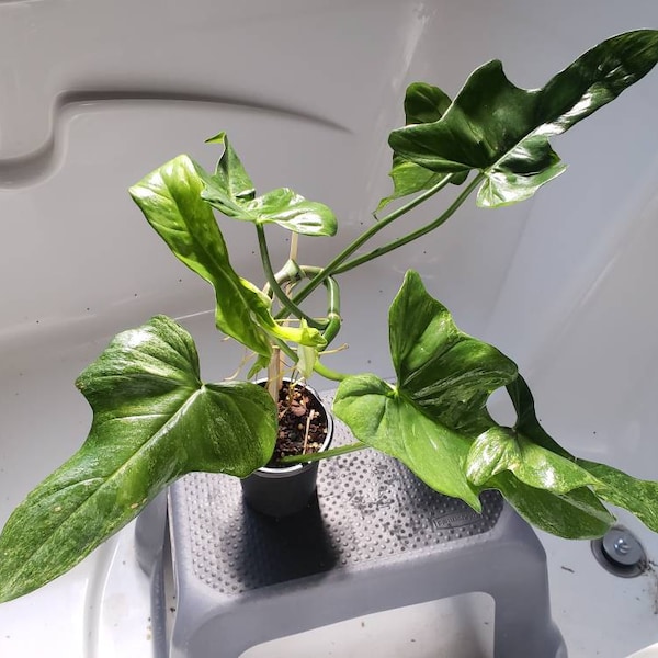 PHILODENDRON SUBINCISUM Huge CUTTING Aka Wilson Wilsonii Ee Not ...
