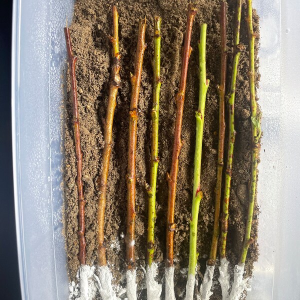 10 MARS GRAPE Cutting / Fruit Tree Scion / Scionwood / Wood / Rooting ...