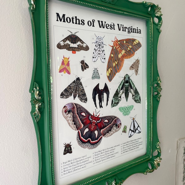 Moths of West Virginia With Mothman Print - Scientific Illustration ...