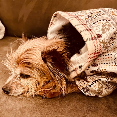 Dog Bathrobe and Towel Sewing Pattern 1665 Dog Clothes Patterns Dog ...