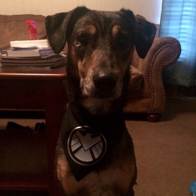 Aos Pet Tie for Dog/cat - Etsy