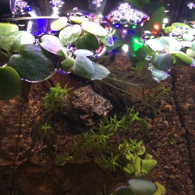 Floating Plant Package 1, Frogbit Dwarf Water Lettuce Water Spangles ...