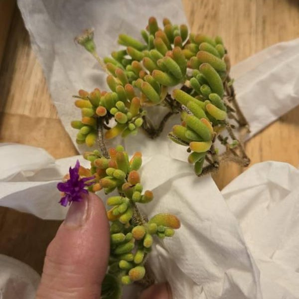 Beautiful Succulent: Dicrocaulon Ramulosum (l.bolus) Ihlenf Purple ...